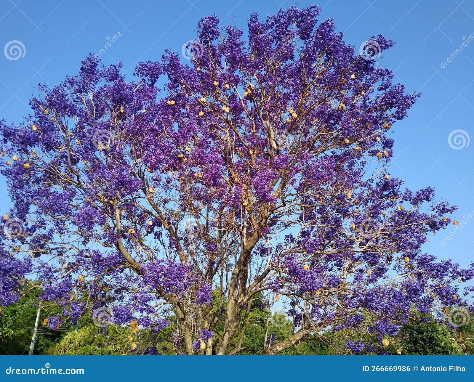 Flowering purple jacaranda stock photo. Image of shot - 266669986