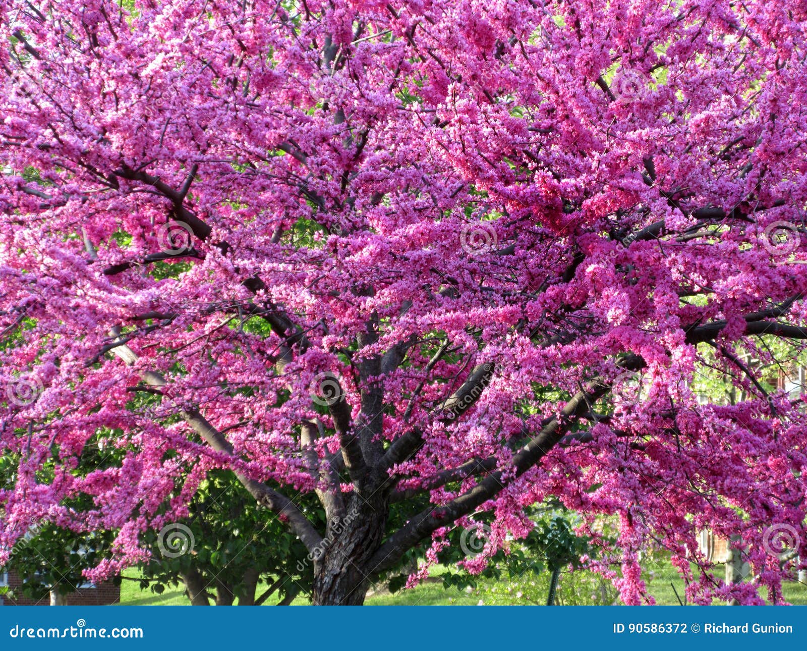 Flowering Purple Tree stock photo. Image of purple, flowers - 90586372