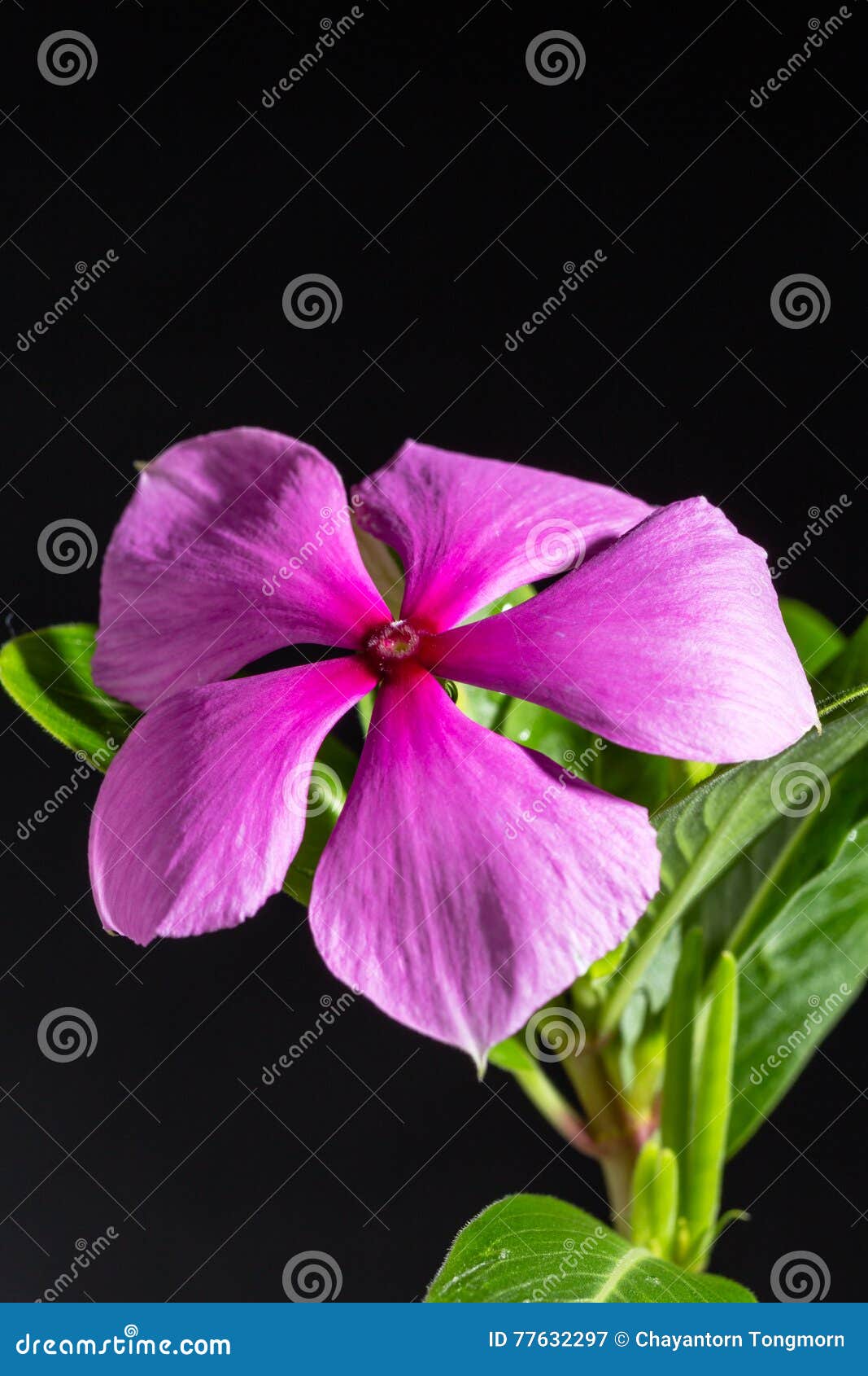 Flowering Purple Vinca Blossom Macro Stock Image - Image of ground ...