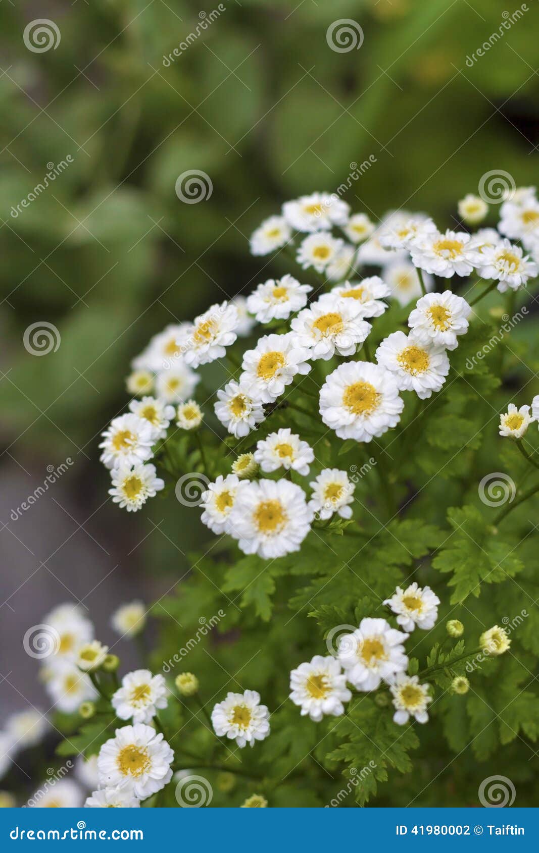 Flowering Pyrethrum stock photo. Image of plant, petal - 41980002