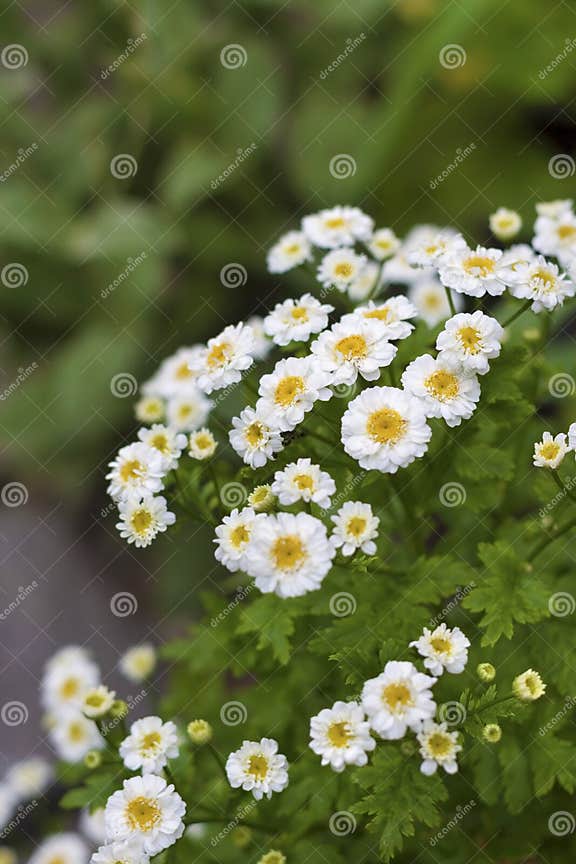 Flowering Pyrethrum stock photo. Image of plant, petal - 41980002