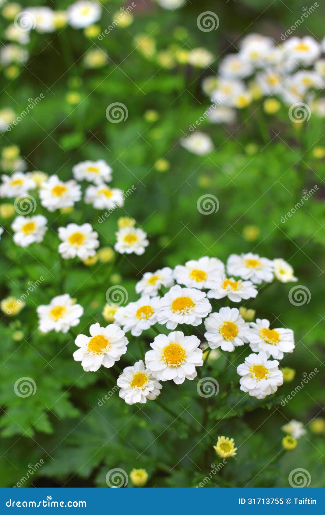 Flowering Pyrethrum stock image. Image of flowering, decorative - 31713755