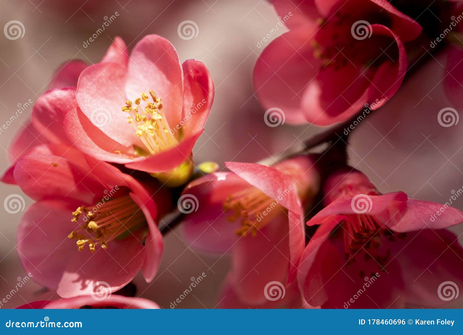 Flowering Quince Blooming in Spring Stock Photo - Image of copy, garden ...