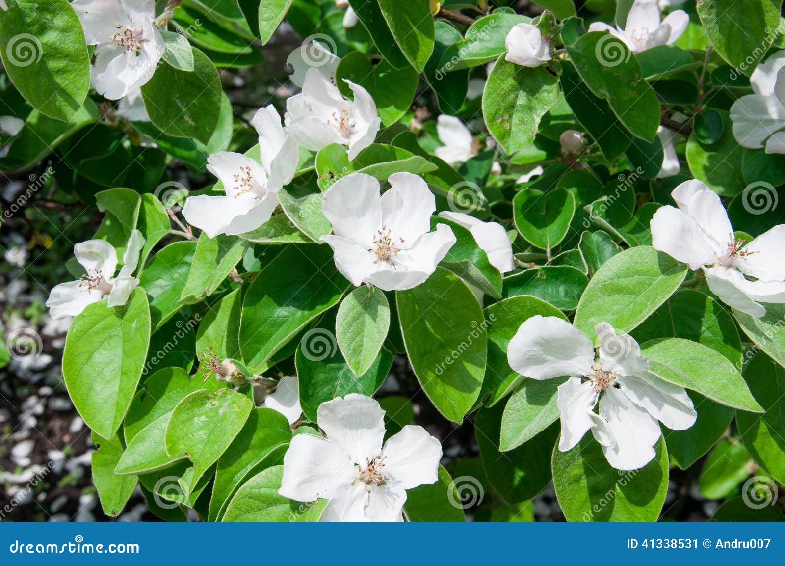 Flowering quince stock image. Image of green, close, branch - 41338531