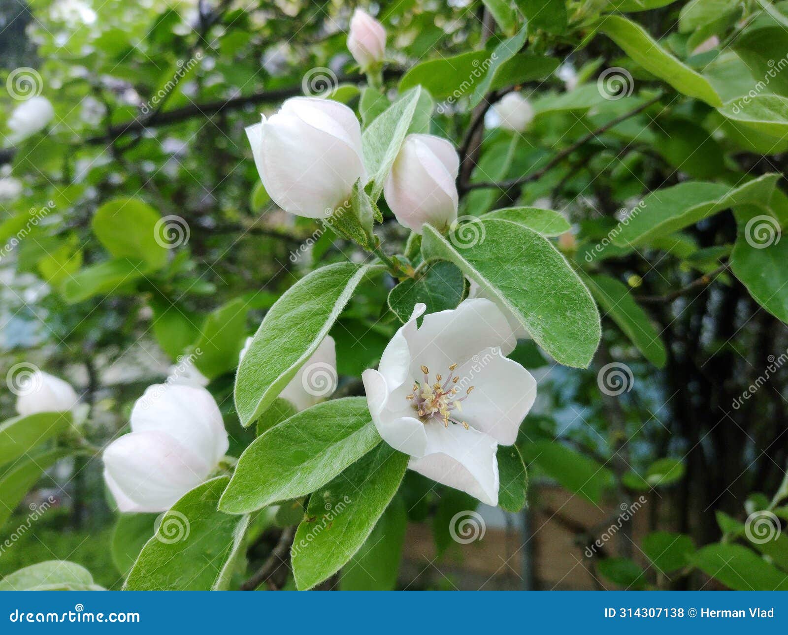 Flowering Quince Tree in the Spring. Cydonia Oblonga Stock Photo ...