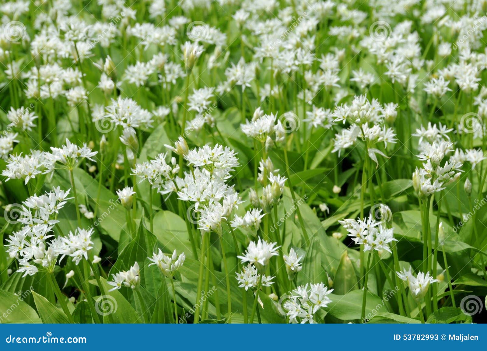 Flowering ramsons stock image. Image of umbels, grow - 53782993