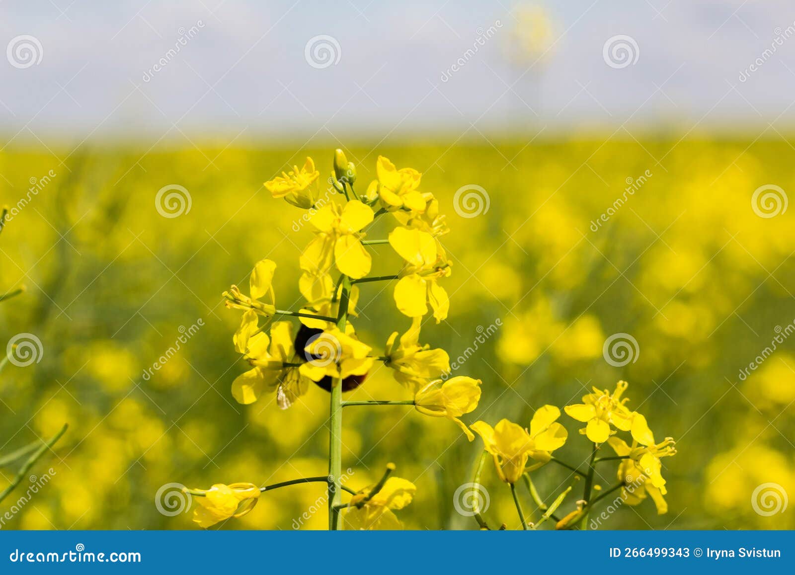 Flowering Rapeseed in a Field. Cultivation of Breeding Varieties of ...
