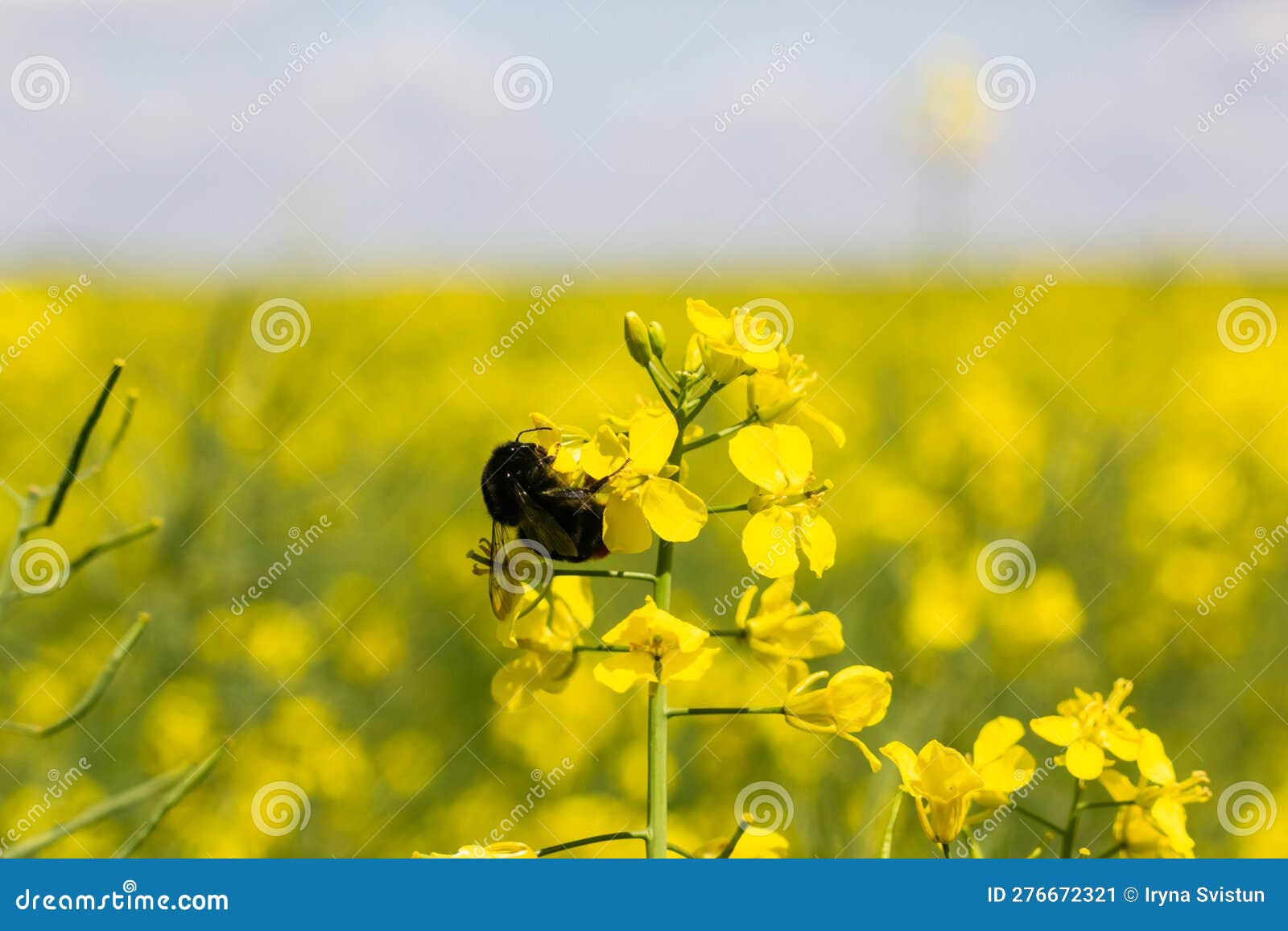 Flowering Rapeseed in a Field. Cultivation of Breeding Varieties of ...