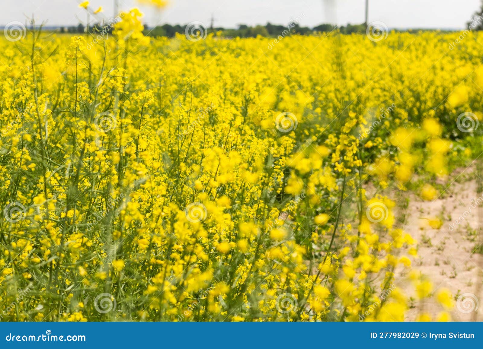 Flowering Rapeseed in a Field. Cultivation of Breeding Varieties of ...