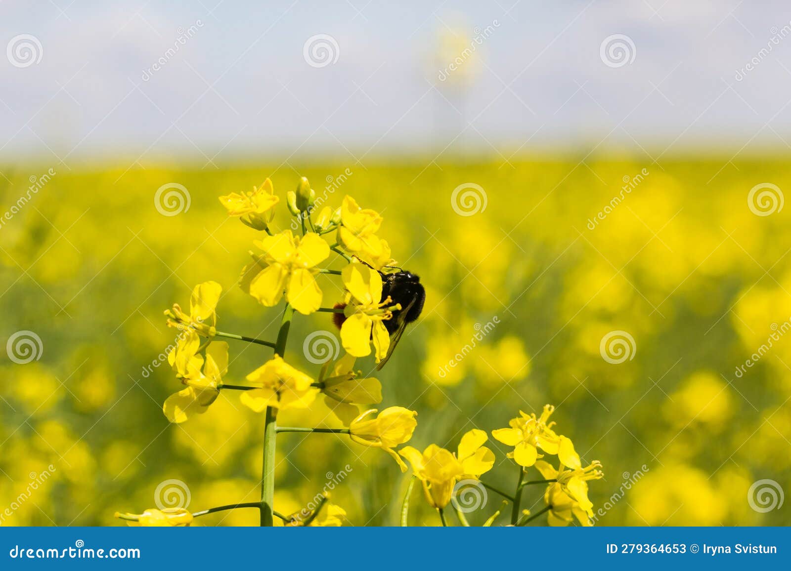 Flowering Rapeseed in a Field. Cultivation of Breeding Varieties of ...