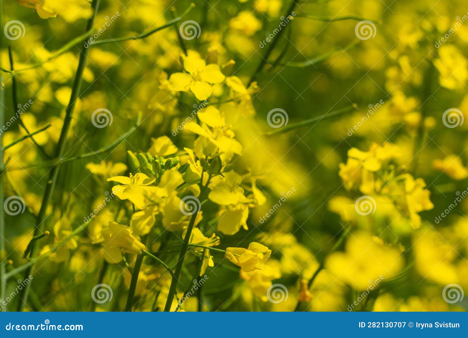 Flowering Rapeseed in a Field. Cultivation of Breeding Varieties of ...