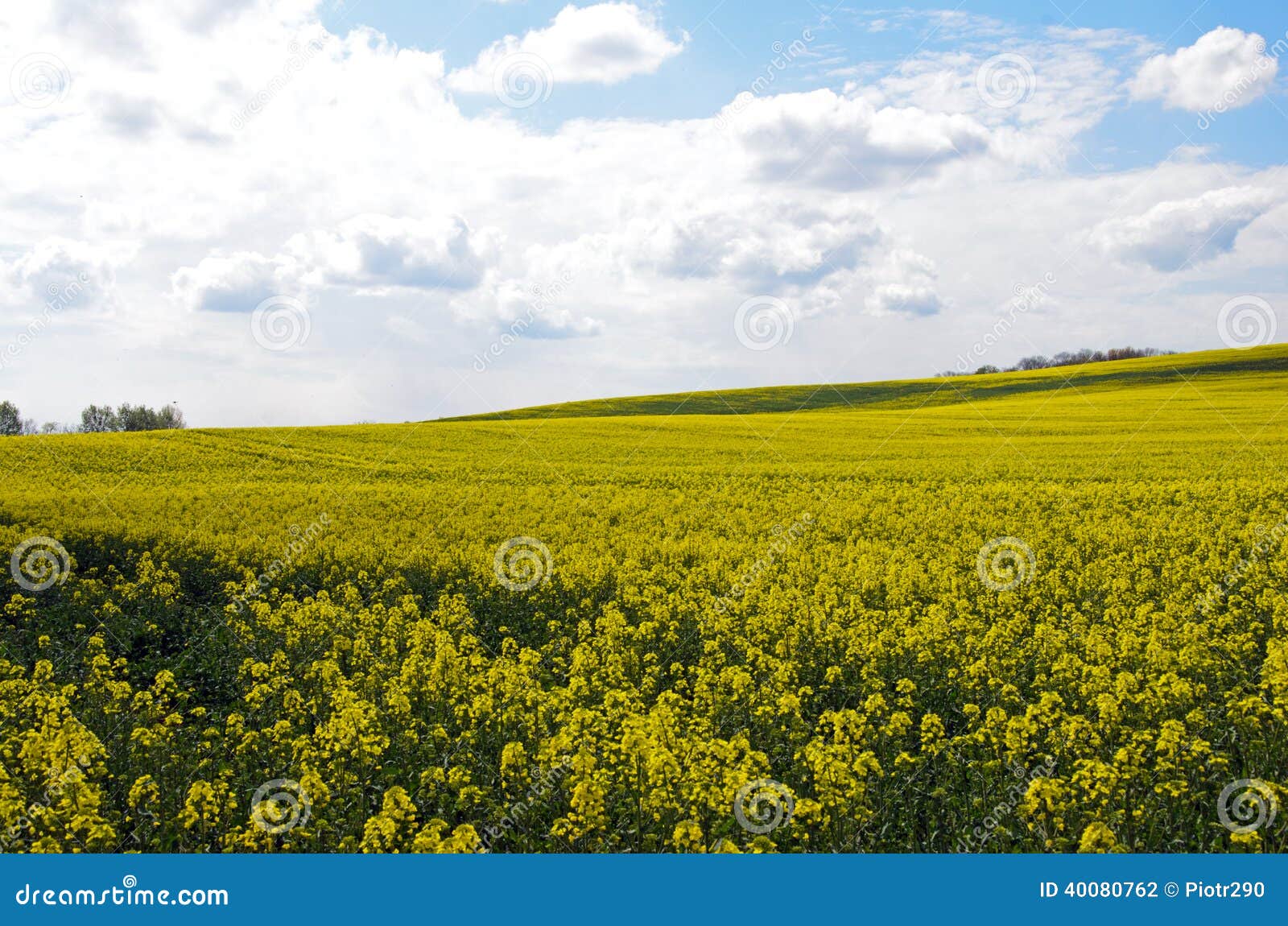 Flowering rapeseed field stock photo. Image of landscape - 40080762