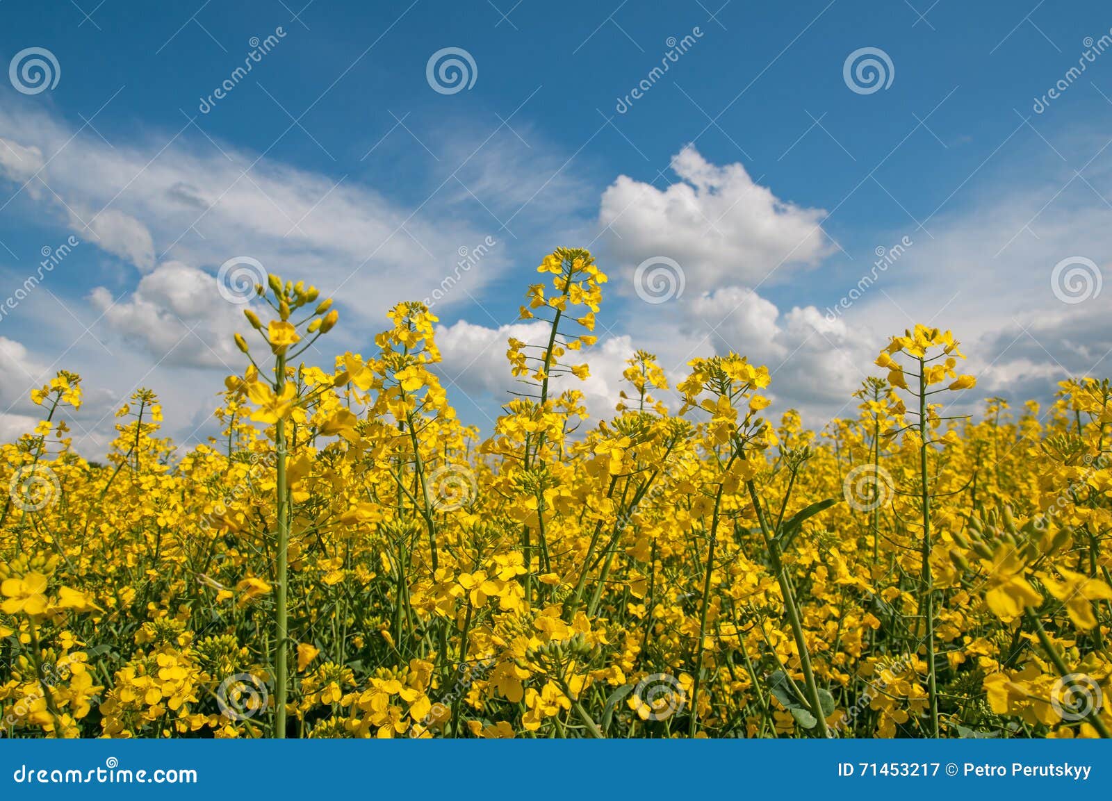 Flowering rapeseed stock image. Image of agricultural - 71453217