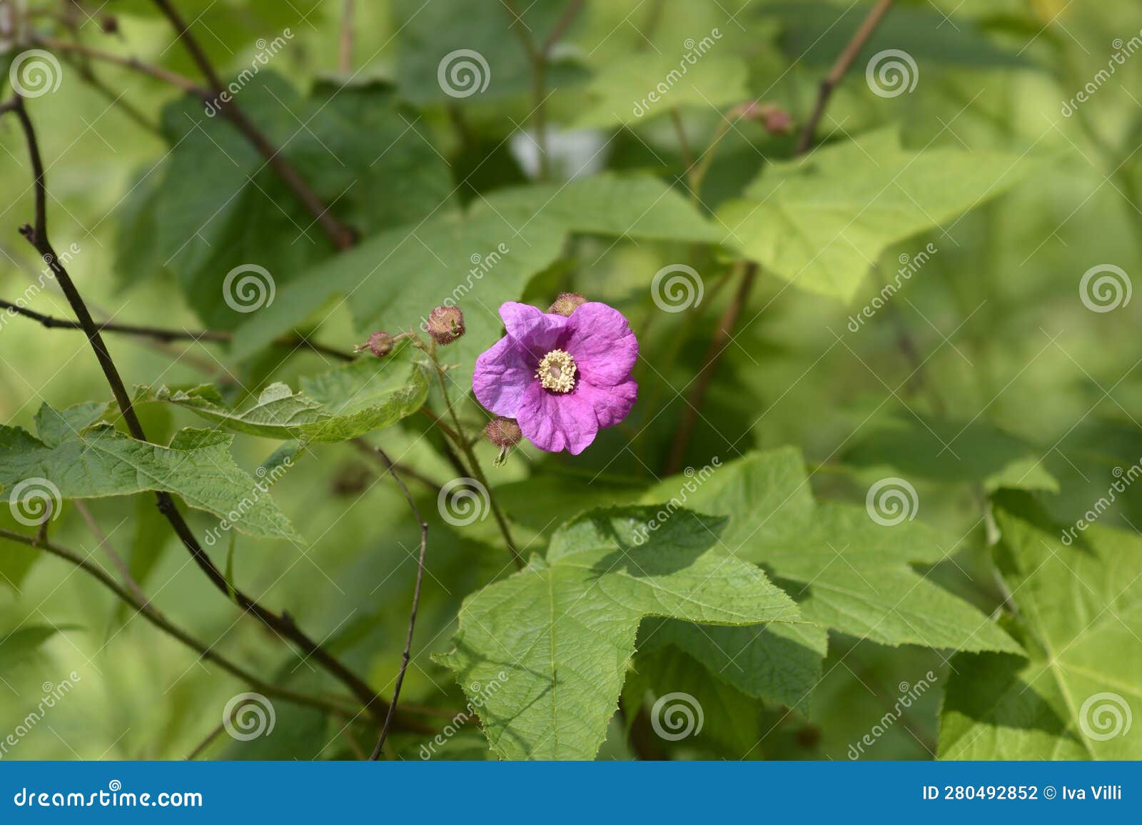 Flowering raspberry stock photo. Image of close, botany - 280492852