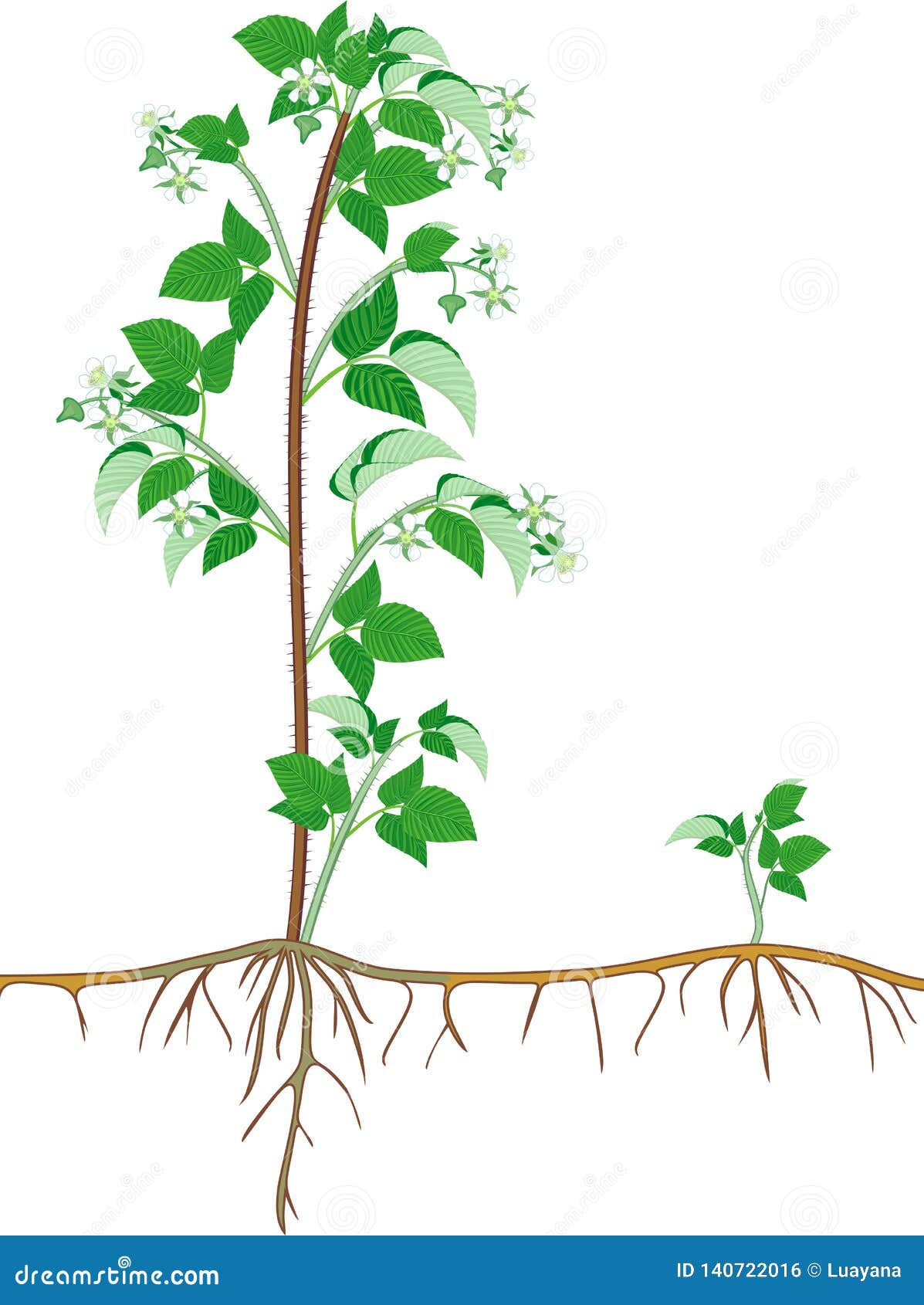 Flowering Raspberry Shrub with Green Leaves and Root System Stock ...