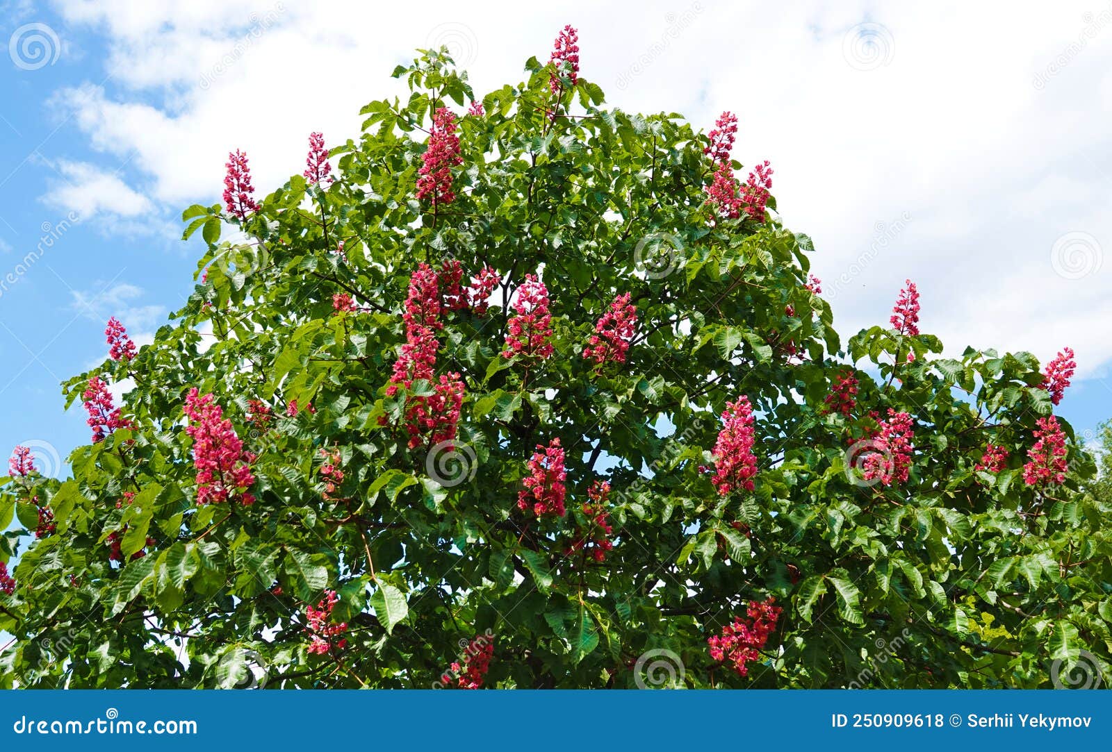 Flowering Red Chestnut Tree Stock Photo - Image of spring, life: 250909618