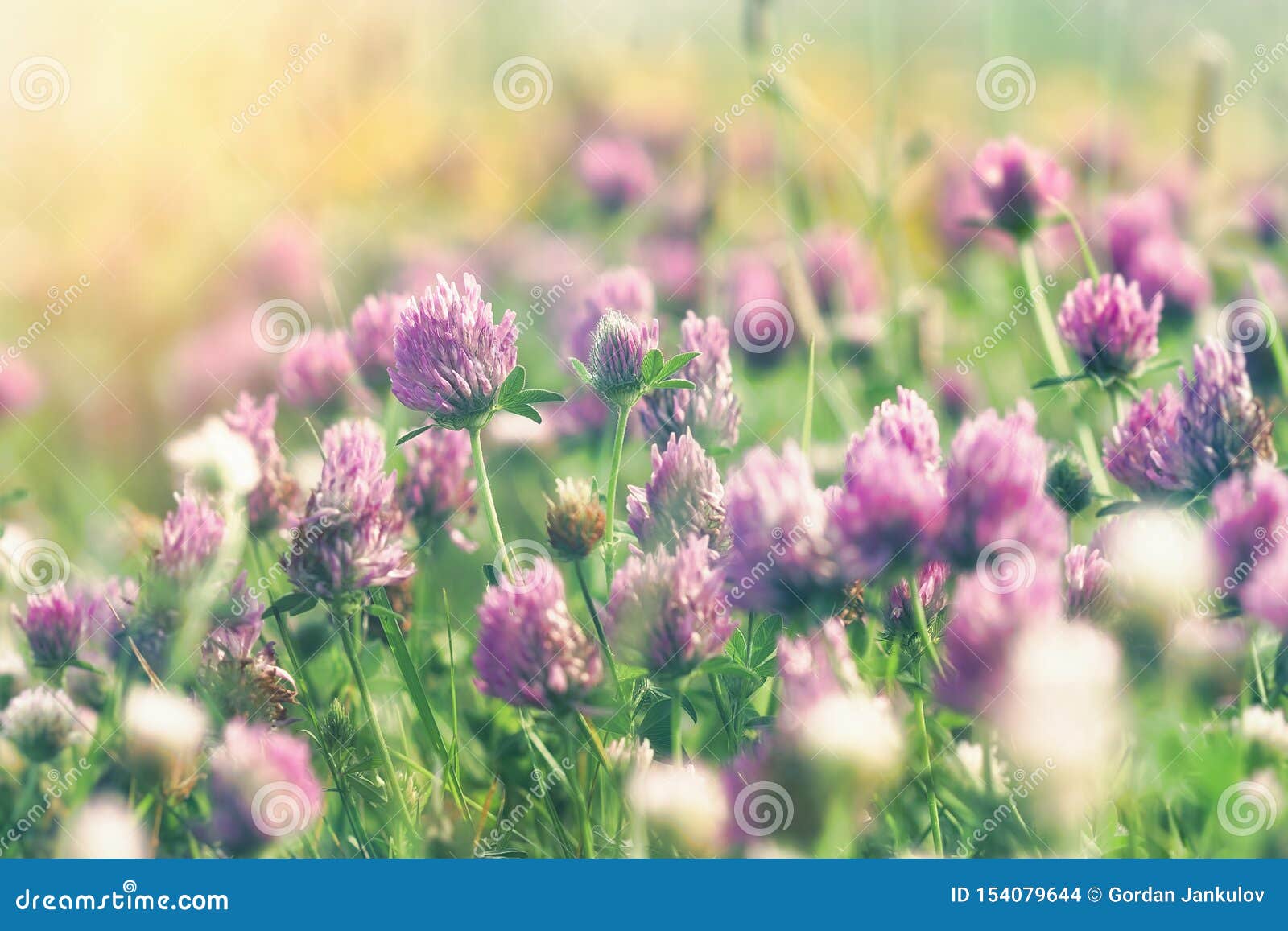Flowering Red Clover in Meadow - Beautiful Nature Stock Photo - Image ...