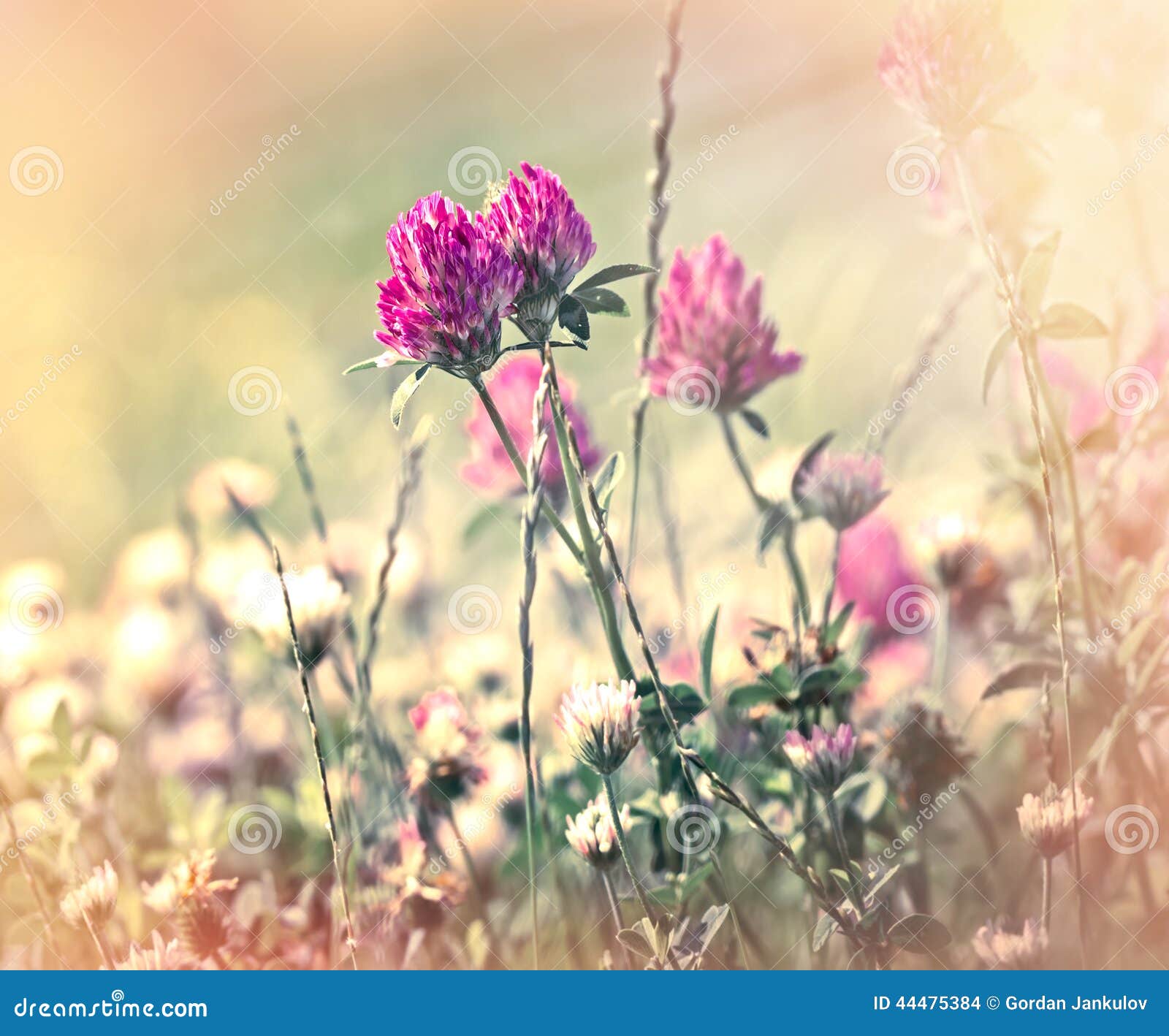 Flowering of Red Clover in Meadow Stock Photo - Image of freshness ...