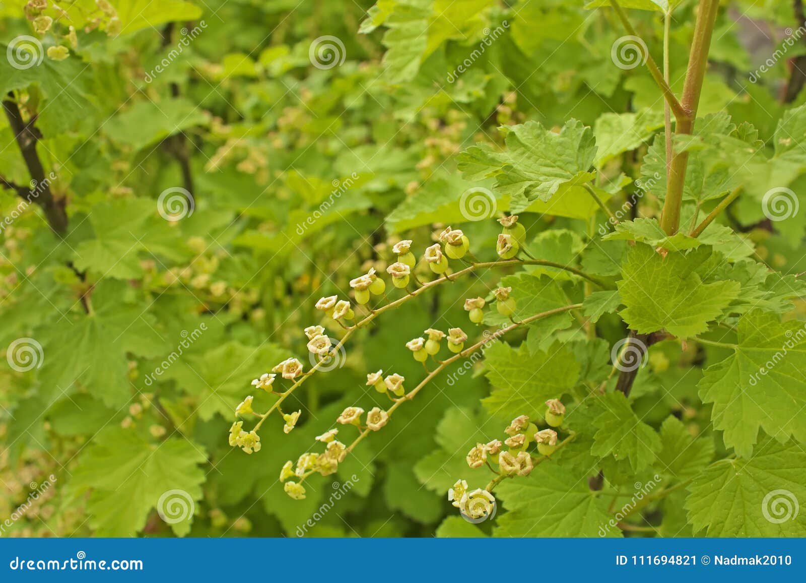 Branch of Blooming Red Currant Bush Stock Image - Image of blossom ...