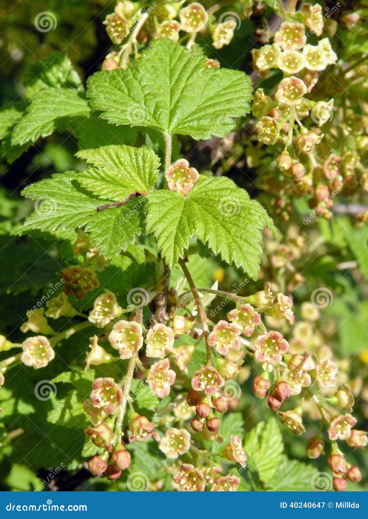Flowering red currant stock image. Image of spring, leaves - 40240647