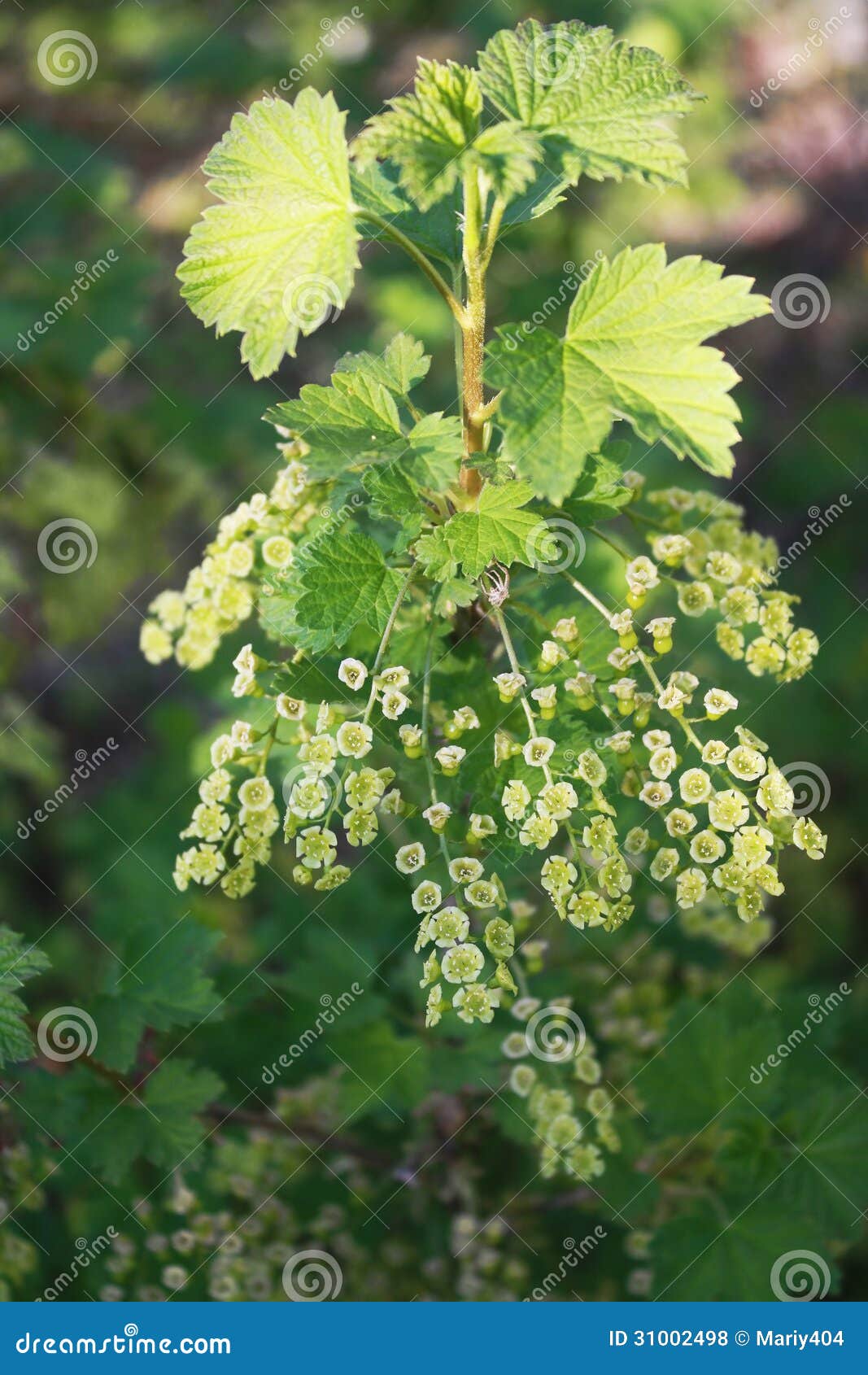 Flowering red currant. stock photo. Image of season, outdoors - 31002498
