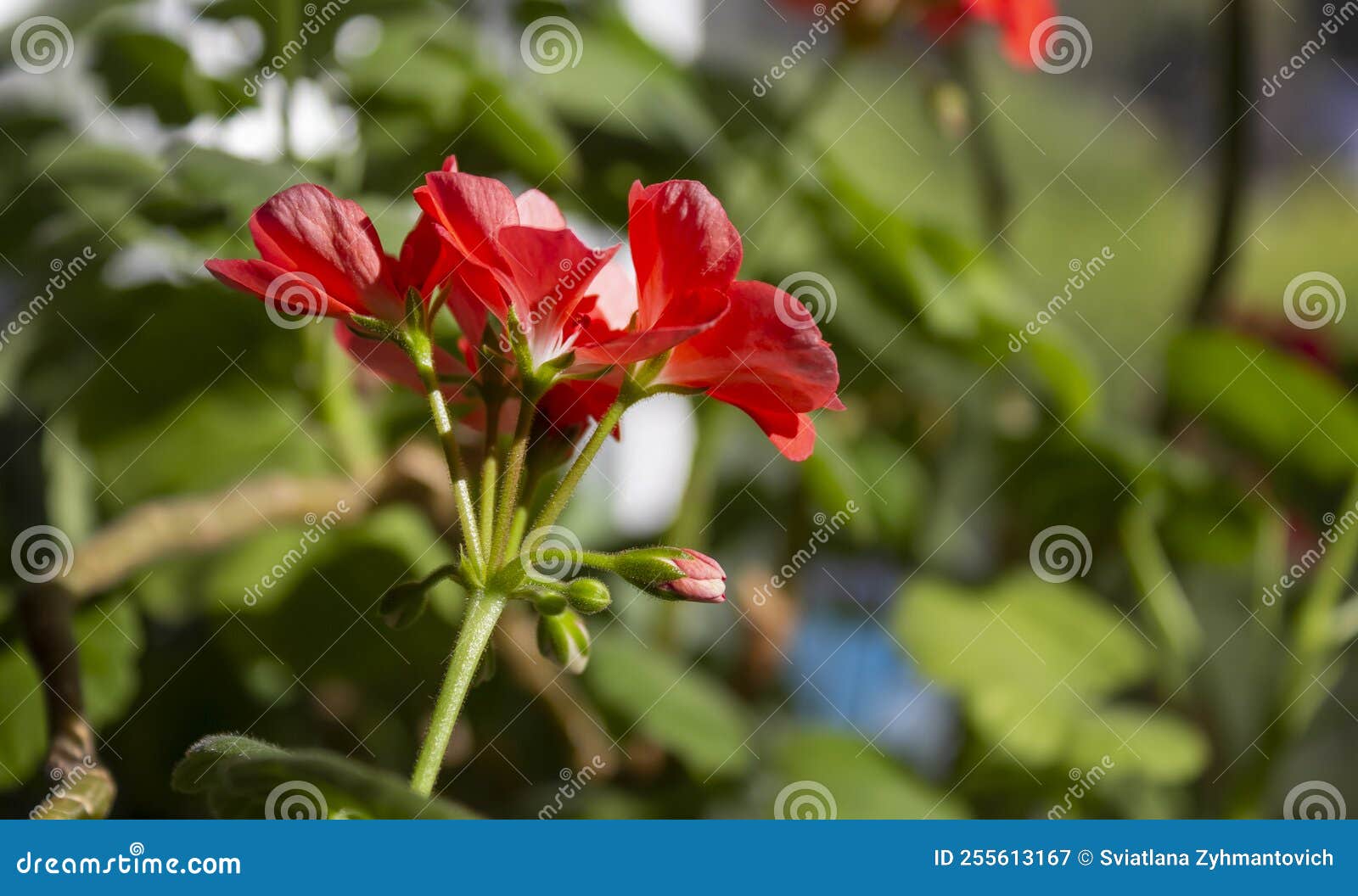 Flowering Red Geranium, House Geranium, in Greenery, Close-up Stock ...