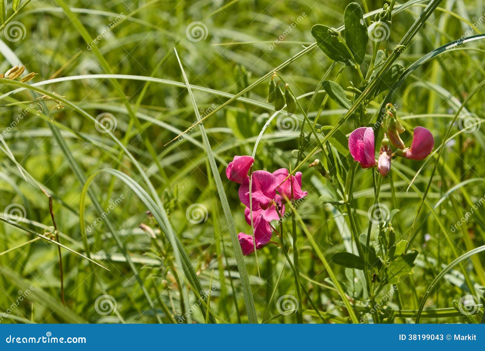 Flowering of Red Leguminous Wild Plants Stock Image - Image of herb ...