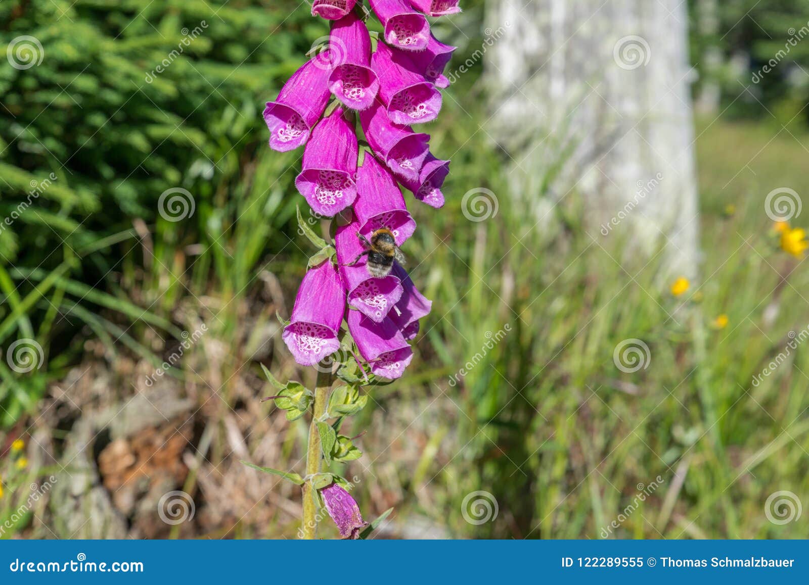 Flowering Red Thimble on the Mountain of Rachel in the Bavarian Forest ...
