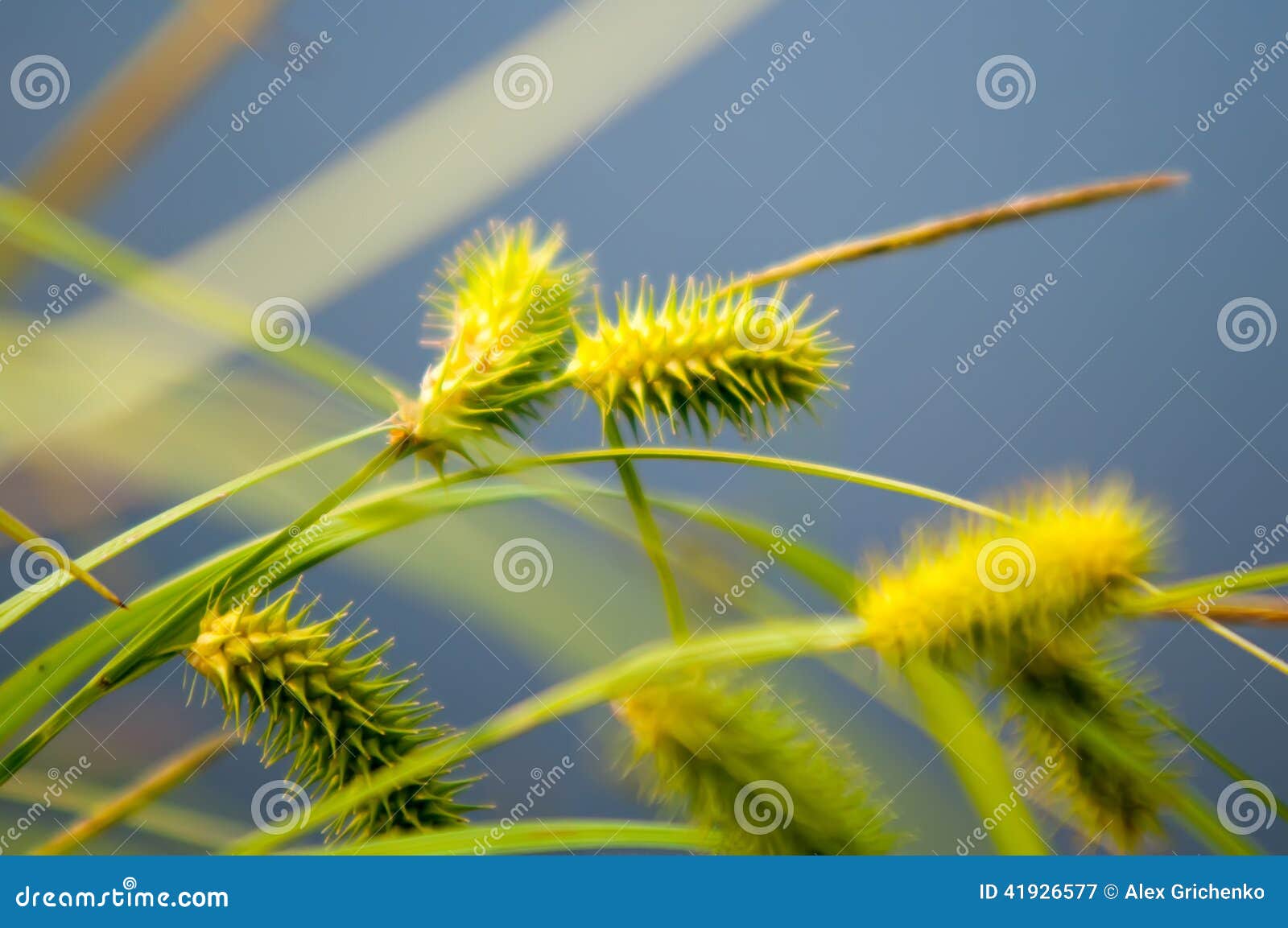 Flowering reed plants stock image. Image of outdoor, ecology - 41926577