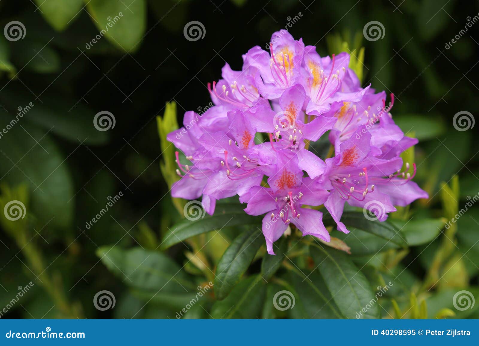 Flowering Rhododendron Early in Spring Stock Image - Image of elegant ...