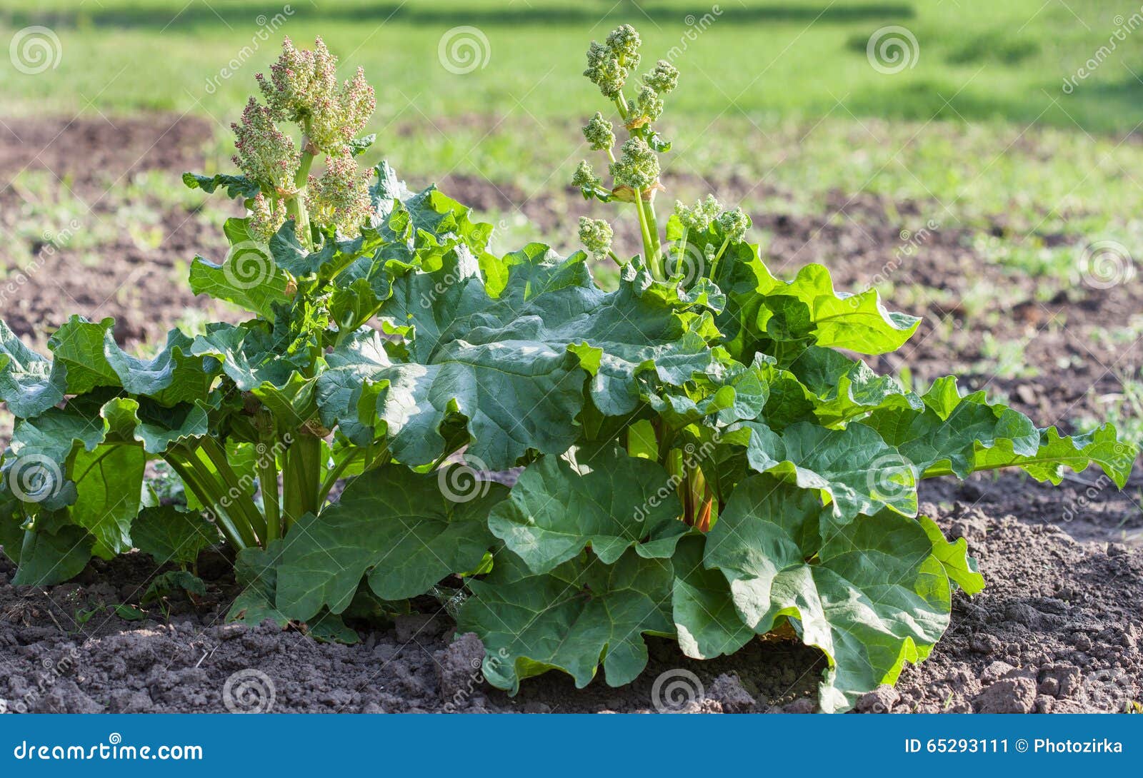 Flowering Rhubarb in Vegetable Garden Stock Image - Image of plant ...