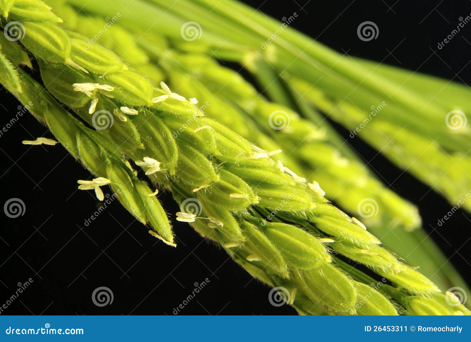 Flowering in rice stock image. Image of maturity, spring - 26453311