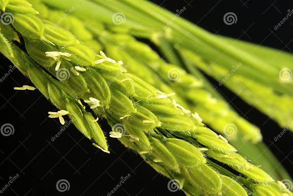 Flowering in rice stock image. Image of maturity, spring - 26453311