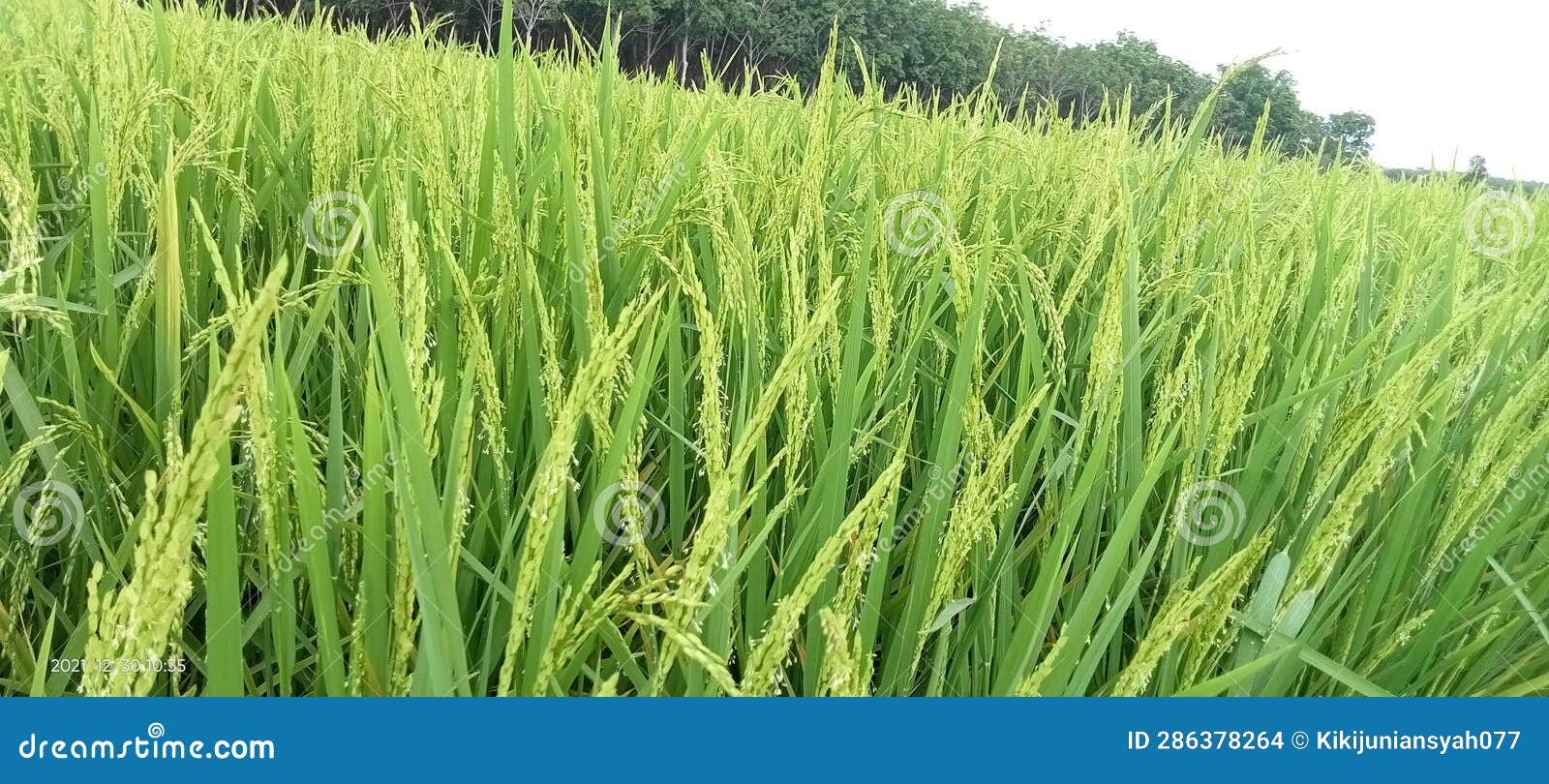 Flowering Rice Paddy Indonesia Indah Stock Photo - Image of paddy ...
