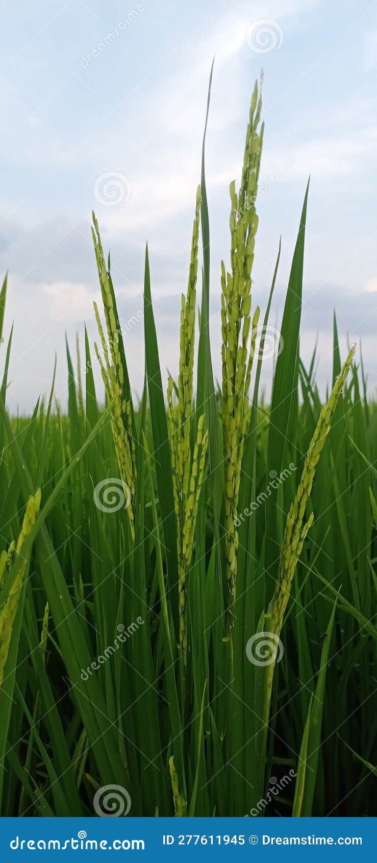 Flowering rice plant stock image. Image of flowering - 277611945