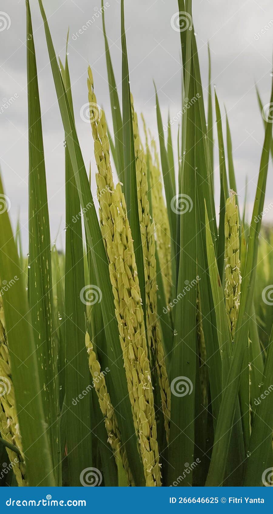 Flowering rice plants stock image. Image of leaf, branch - 266646625