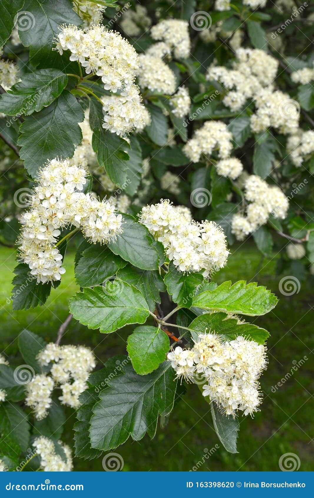 Flowering Ripples Swedish Sorbus Intermedia Ehrh. Pers. Stock Photo ...
