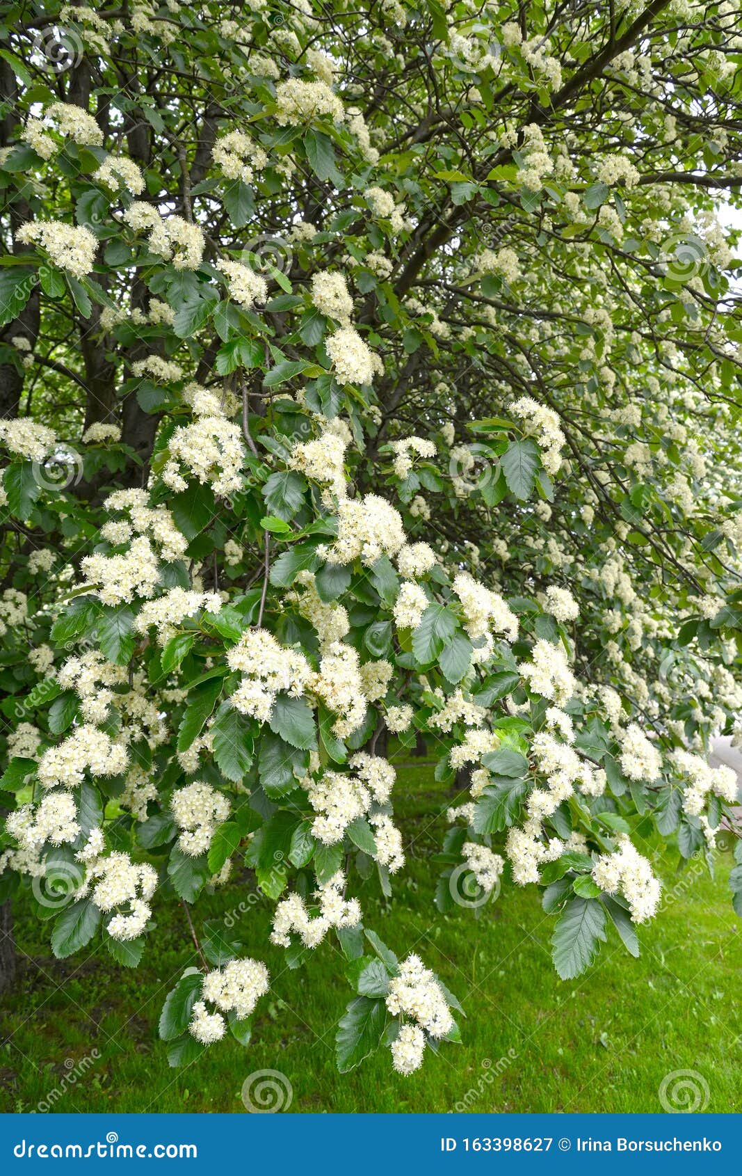 Flowering Ripples Swedish Sorbus Intermedia Ehrh. Pers. Stock Image ...