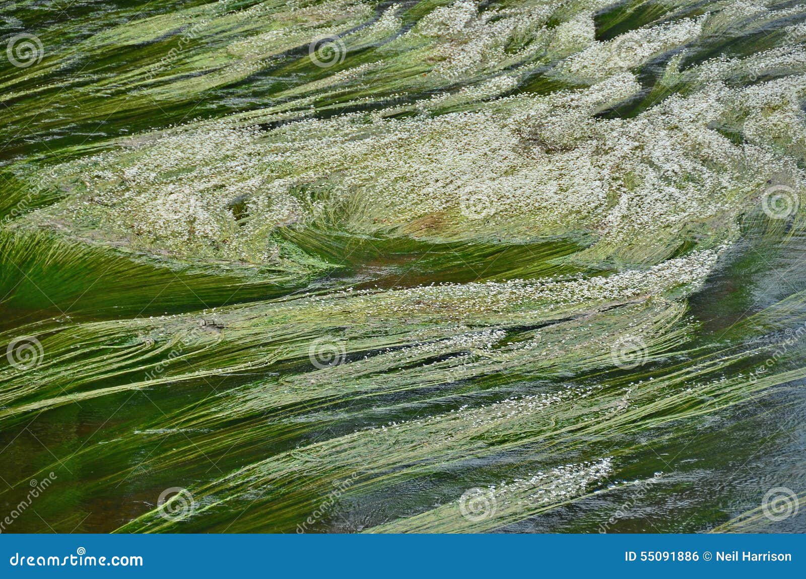 Flowering River Weed stock photo. Image of podostemaceae - 55091886