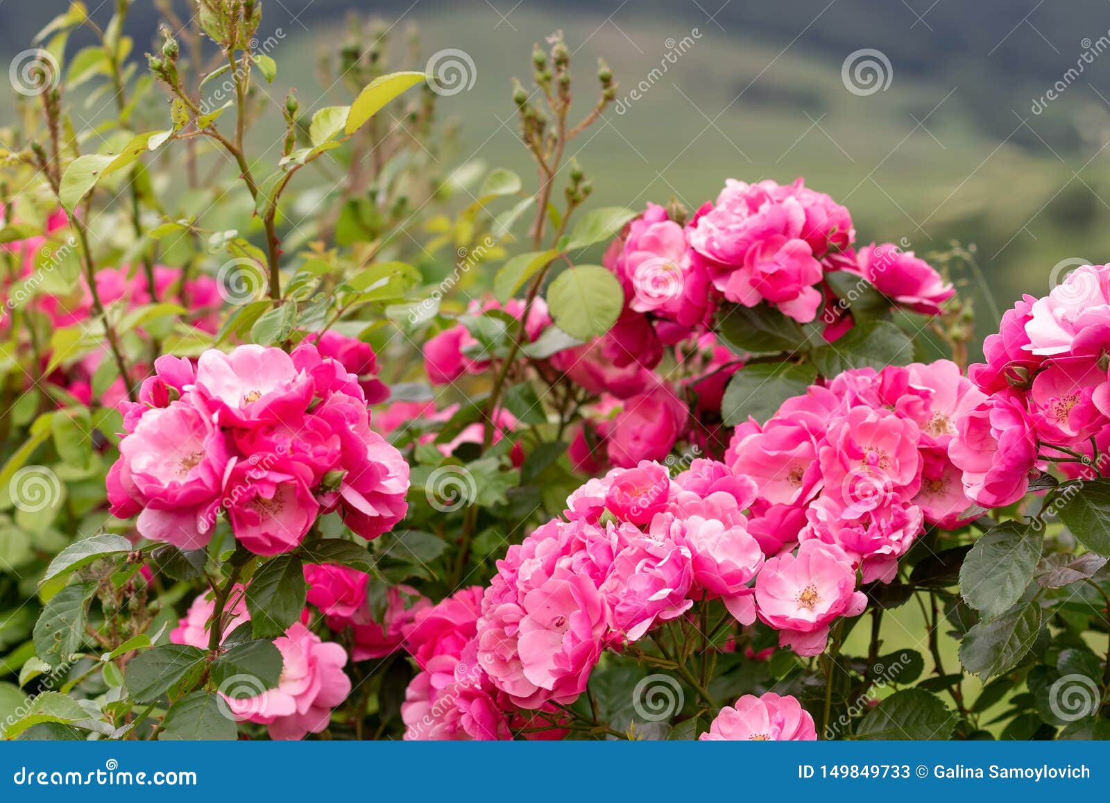 Flowering rose bushes. stock image. Image of blossom - 149849733