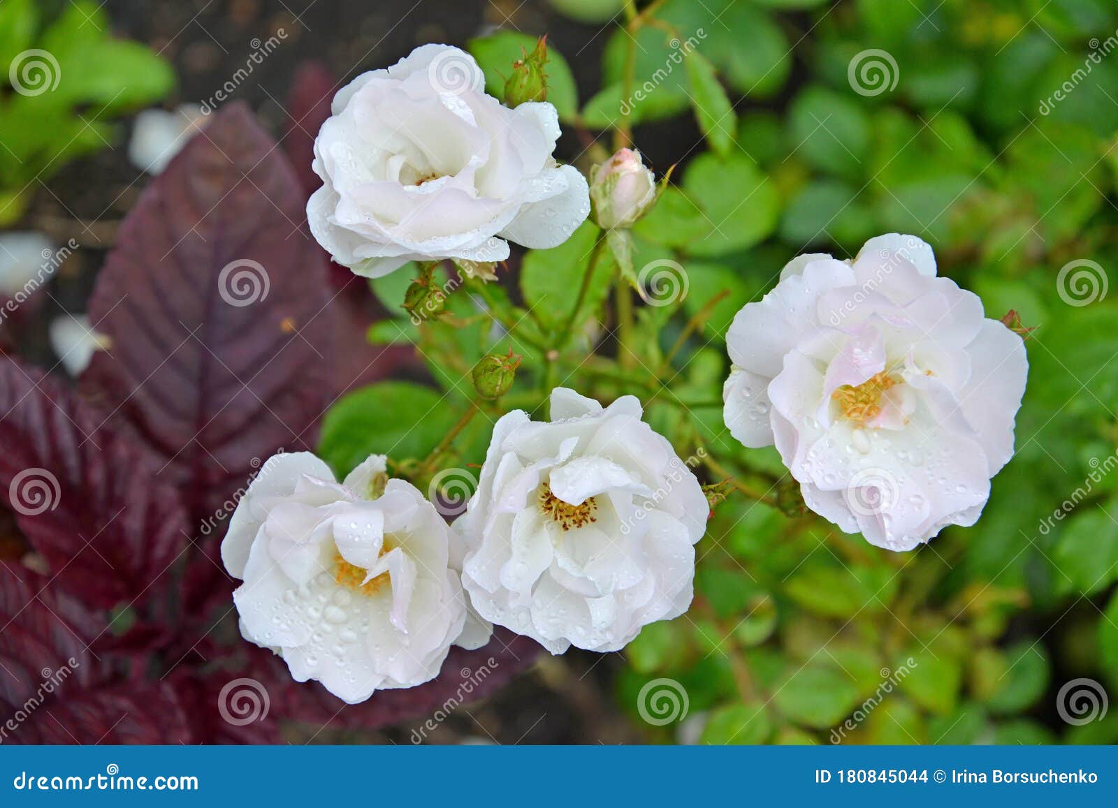 The Flowering Rose is Multicolored Rosa Multiflora Thunb. Stock Photo ...