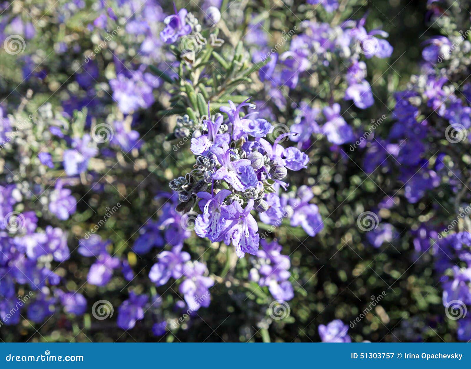 Flowering rosemary stock image. Image of bloom, bush - 51303757