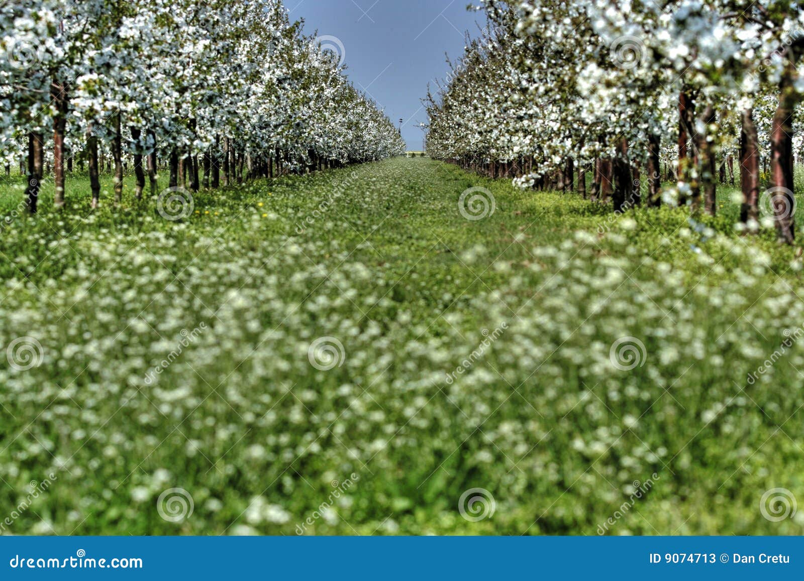 Flowering Row stock image. Image of flower, group, blossom - 9074713
