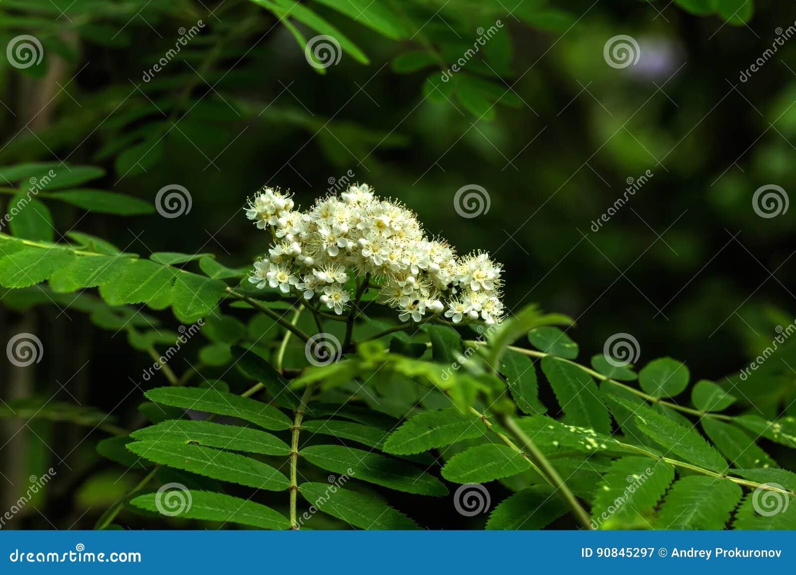 Flowering rowan. stock image. Image of flowerbed, blossoming - 90845297