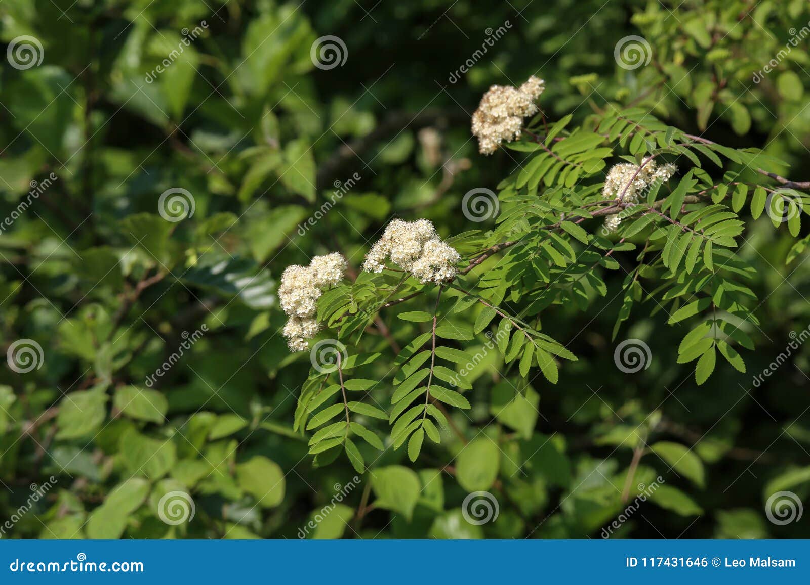 Flowering Rowan in the Forest Stock Photo - Image of natural, tree ...
