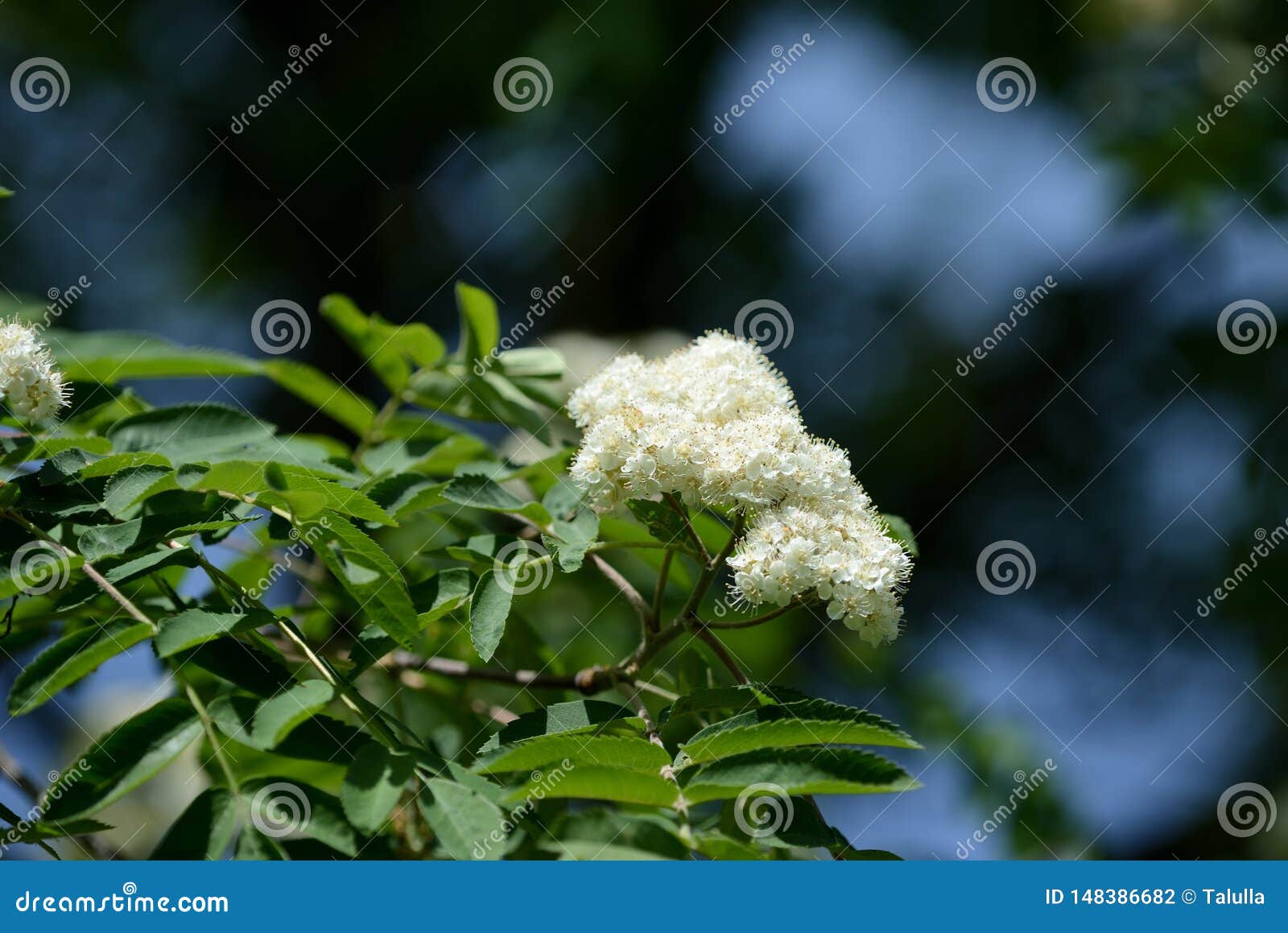 Flowering Rowan Tree on a Bright Sunny Day Stock Photo - Image of bunch ...