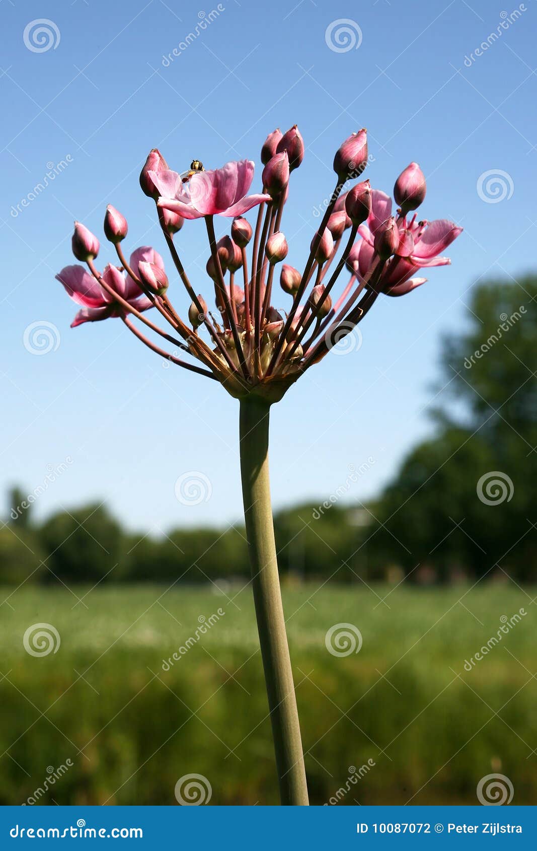 Flowering rush stock photo. Image of clouds, skies, holland - 10087072