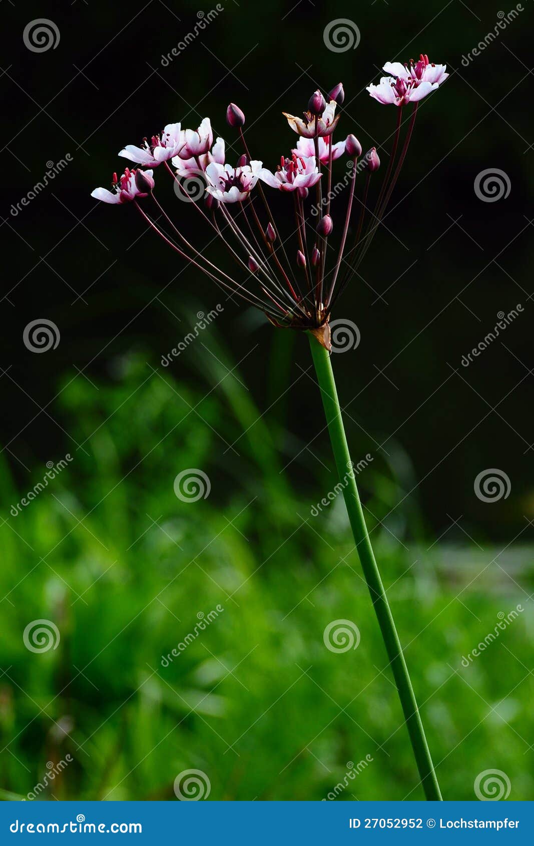 Flowering rush stock photo. Image of aquatic, lake, flowering - 27052952