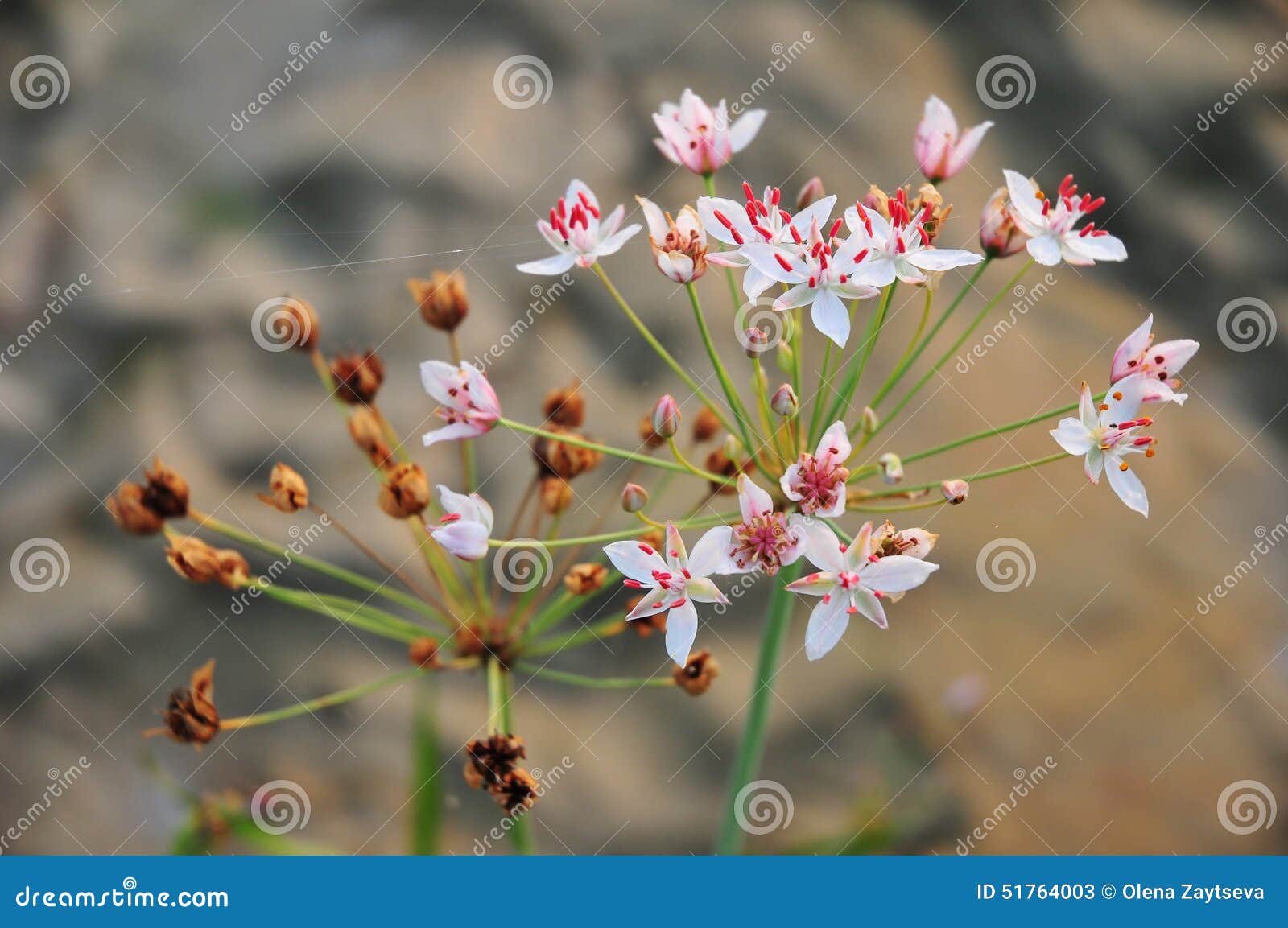 Flowering rush stock image. Image of flowering, green - 51764003