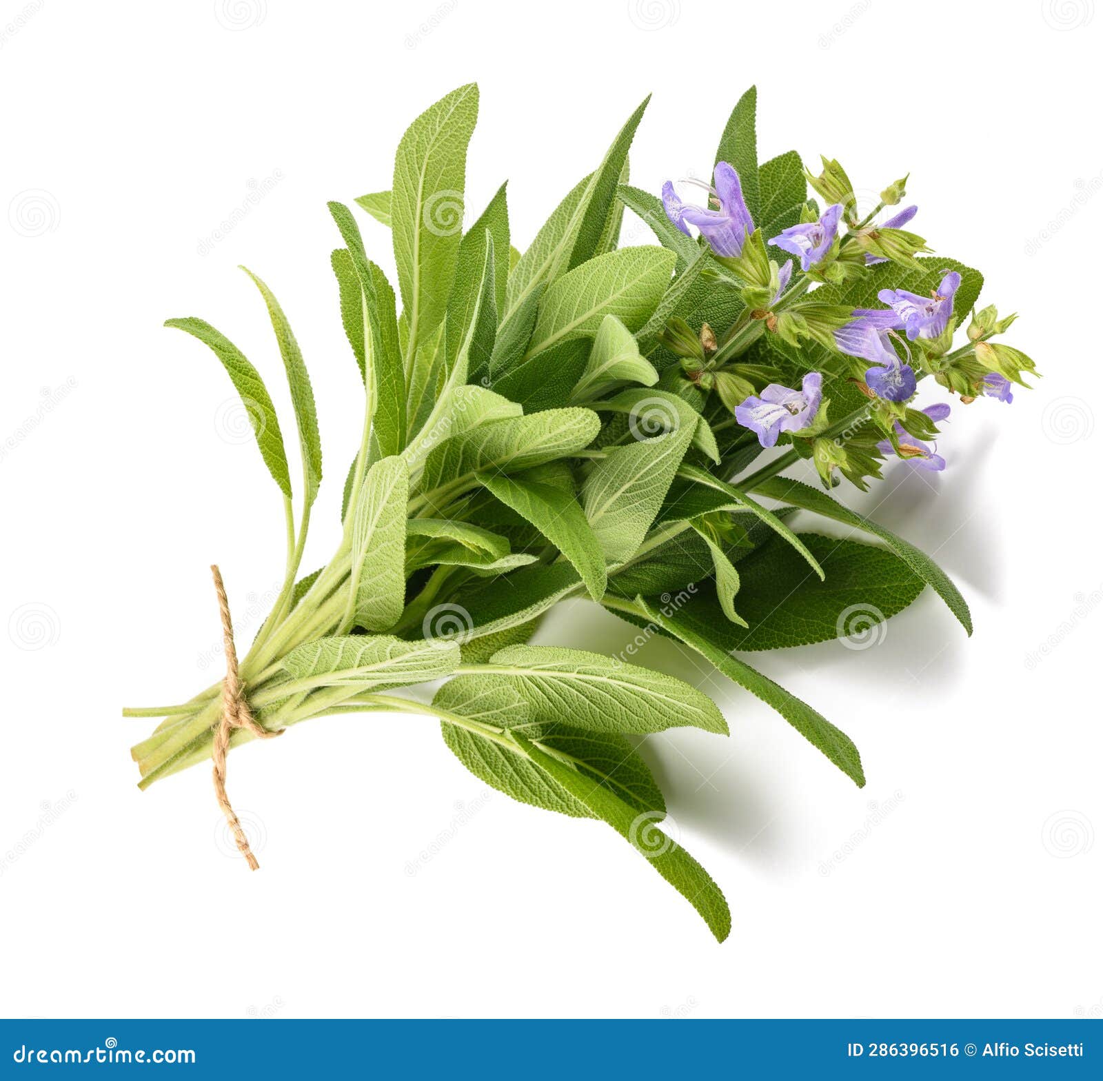 Flowering Sage Plants Tied with a String Stock Photo - Image of violet ...